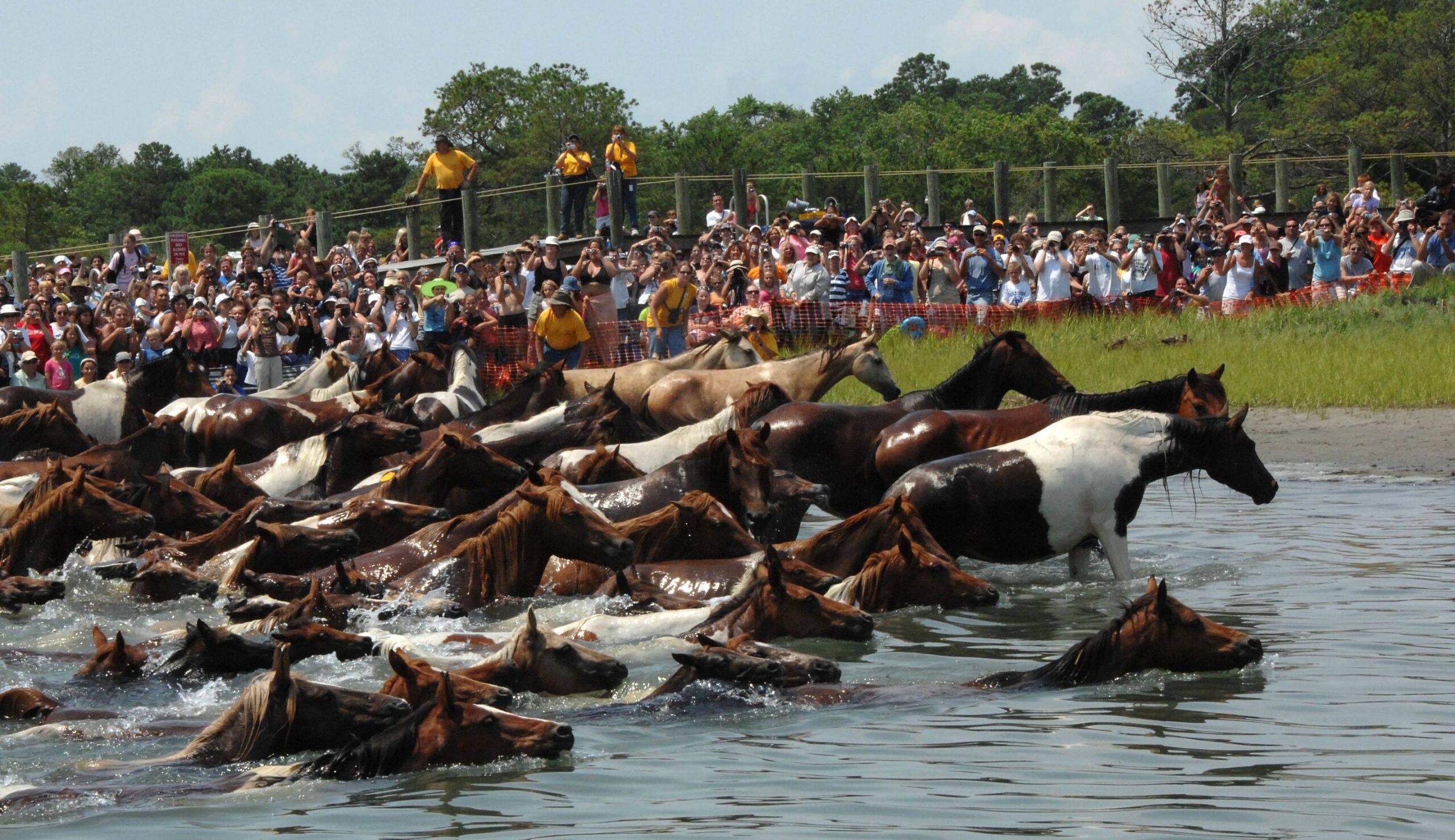 Pony Swim - Chincoteague